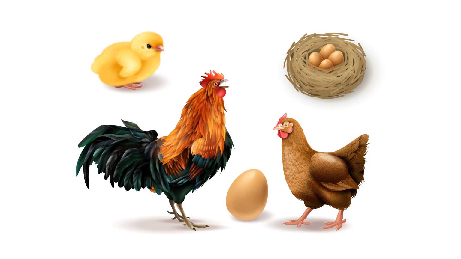 Guide : comment mettre en place une ferme avicole