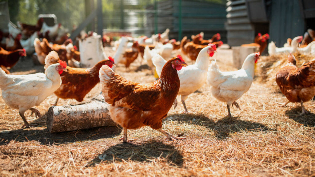 Signes d'une poule malade : 8 Symptômes à ne pas ignorer