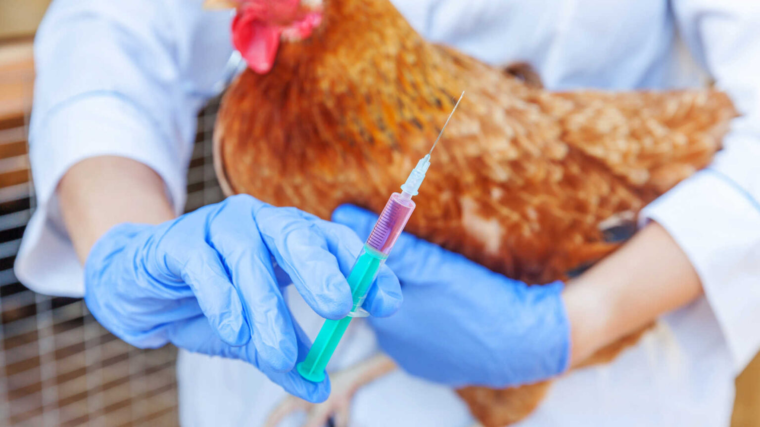 5 conseils pour garder les poules en bonne santé