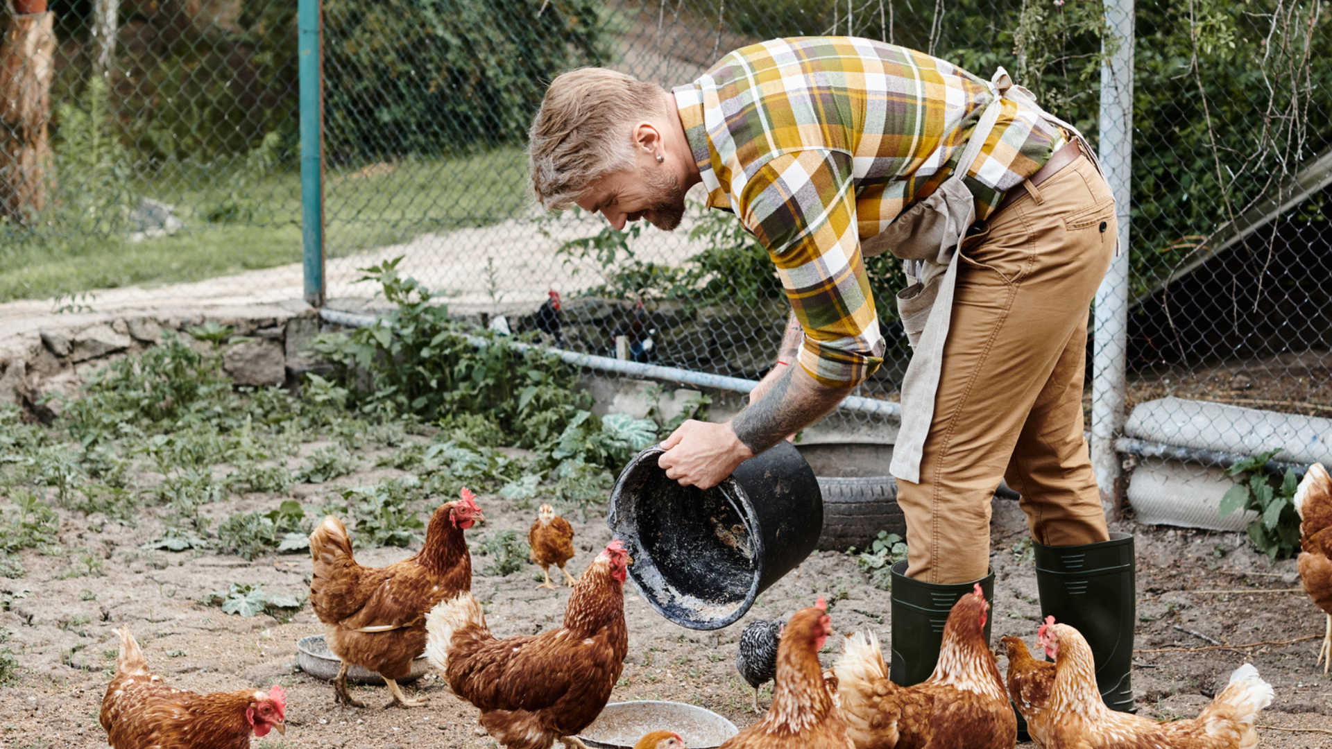 Guide : comment mettre en place une ferme avicole