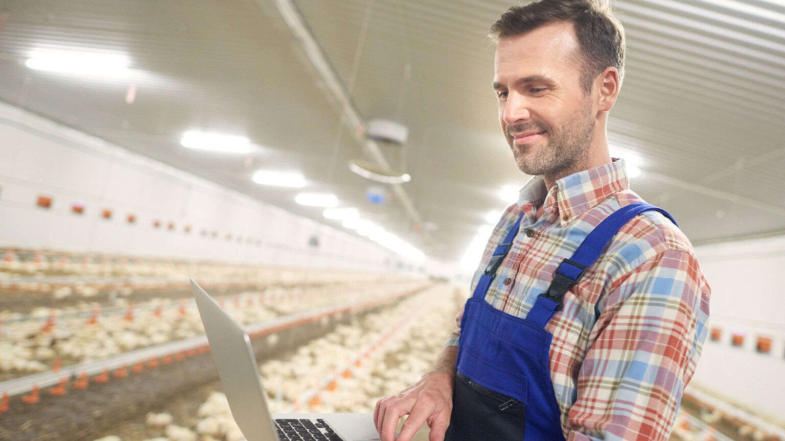 Guide : comment mettre en place une ferme avicole